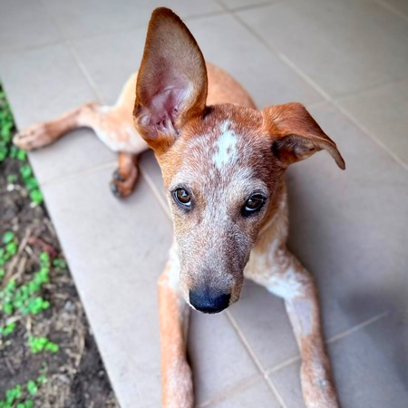 Adopt Koah from Cairns QLD | Adopt-A-Dog