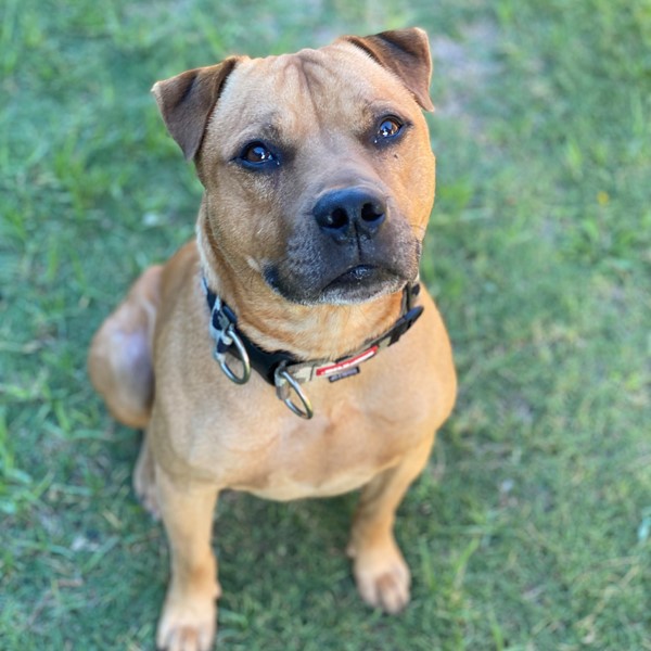 Adopt Jay Jay from Perth WA | Adopt-A-Dog