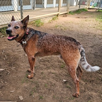 Adopt Sammy from Mareeba QLD | Adopt-A-Dog