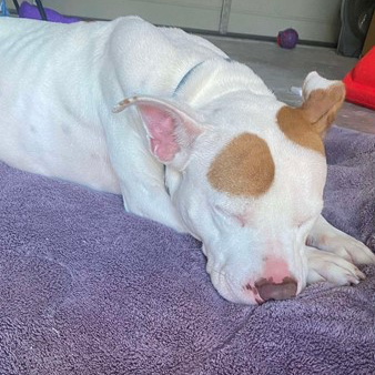 Adopt Patches from Holmview QLD | Adopt-A-Dog