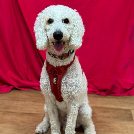 Adopt Lochie from Kingaroy, Queensland, 4610 QLD | Adopt-A-Dog