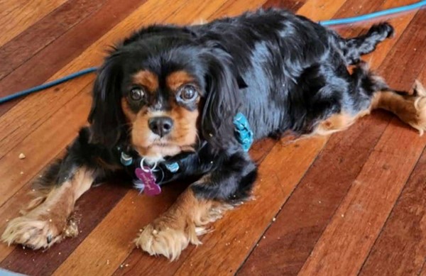 Adopt Isabelle from Brisbane QLD | Adopt-A-Dog