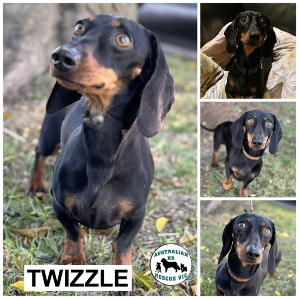 Adopt Twizzle from SOUTH MORANG VIC | Adopt-A-Dog