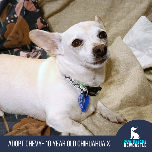 Adopt Chevy (On Trial 13/6/25) from Cooranbong NSW | Adopt-A-Dog