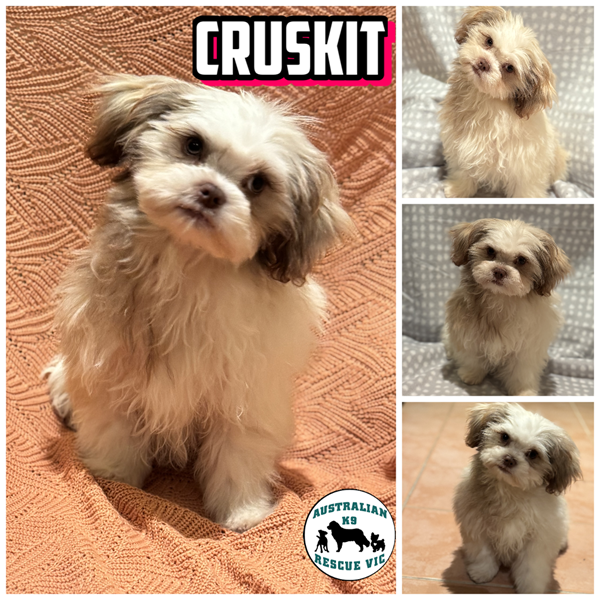 Adopt Cruskit from SOUTH MORANG VIC | Adopt-A-Dog