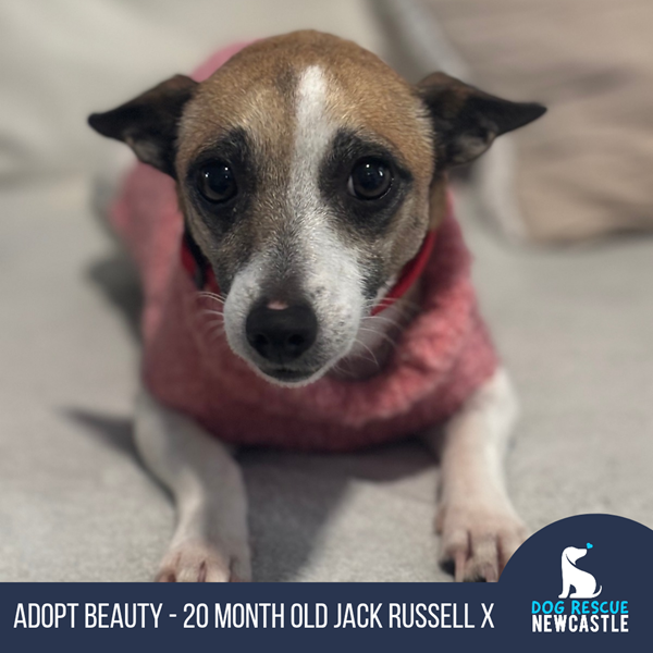 Adopt Beauty from Newcastle NSW | Adopt-A-Dog