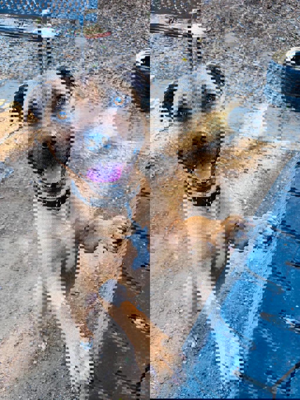 Adopt Gary from Wingfield SA | Adopt-A-Dog