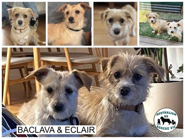 Adopt Baklava & Eclair from MERNDA VIC | Adopt-A-Dog
