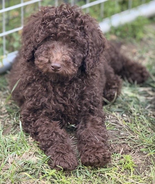 Adopt Aruthur from Ipswich QLD | Adopt-A-Dog