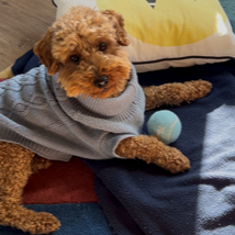 Adopt Super Ted from Belmore NSW | Adopt-A-Dog