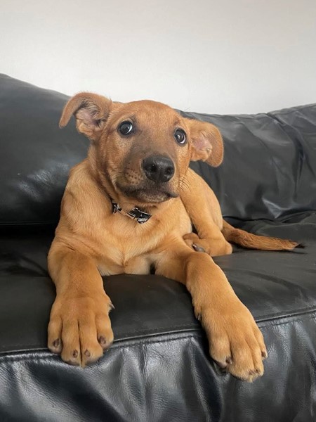 Adopt Victor from Perth WA | Adopt-A-Dog