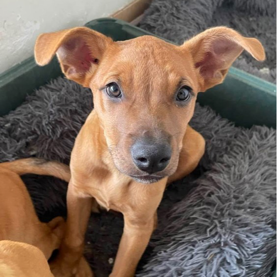 Adopt Jonty from Perth WA | Adopt-A-Dog