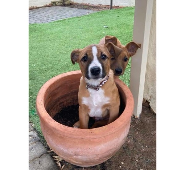 Adopt Chipie from Perth WA | Adopt-A-Dog
