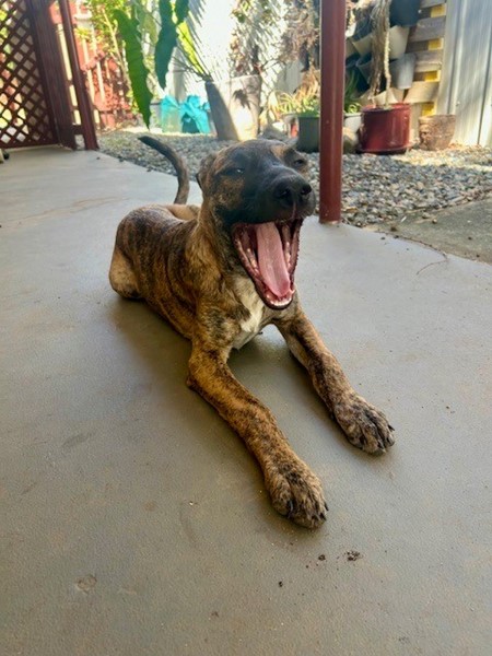 Adopt Dina from Koah QLD | Adopt-A-Dog