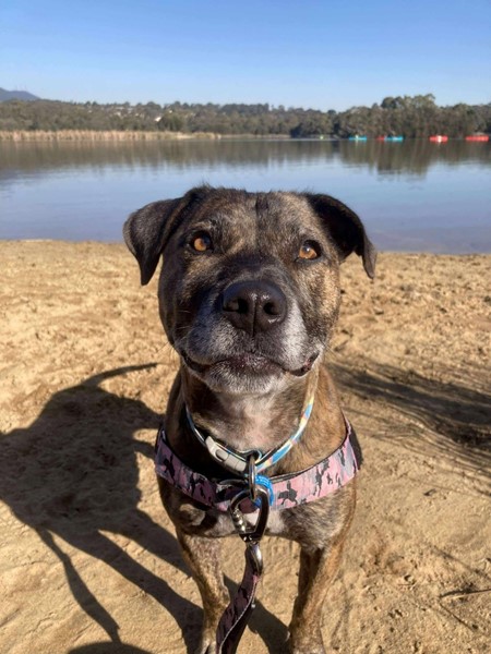 Adopt Lily from Pascoe Vale VIC | Adopt-A-Dog
