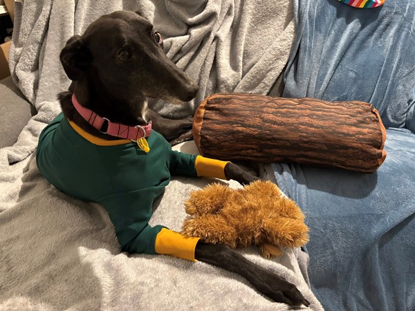 Adopt Vicki from Perth WA | Adopt-A-Dog