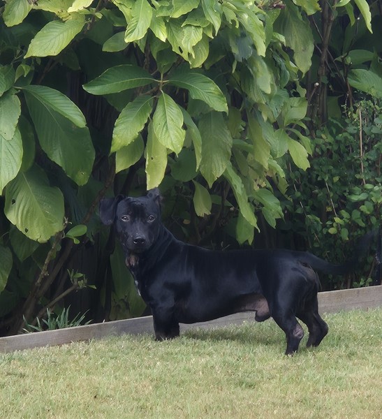 Adopt Rambo from MAREEBA QLD | Adopt-A-Dog