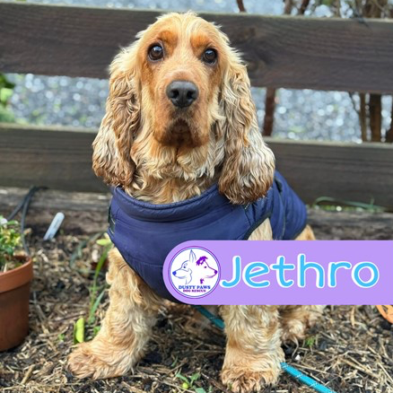 Adopt Jethro from Woodside SA | Adopt-A-Dog