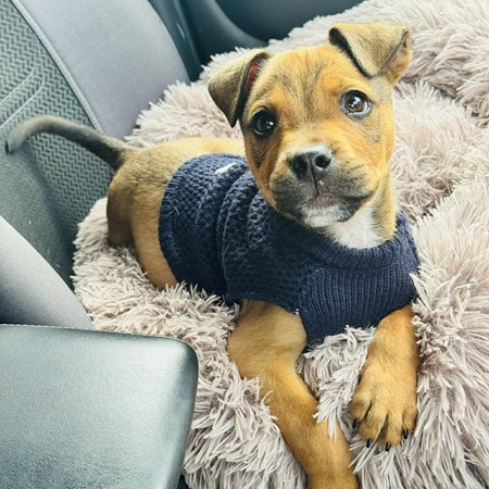 Adopt Theo from Perth WA | Adopt-A-Dog