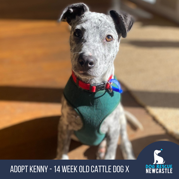 Adopt Kenny from Sawyers Gully NSW | Adopt-A-Dog