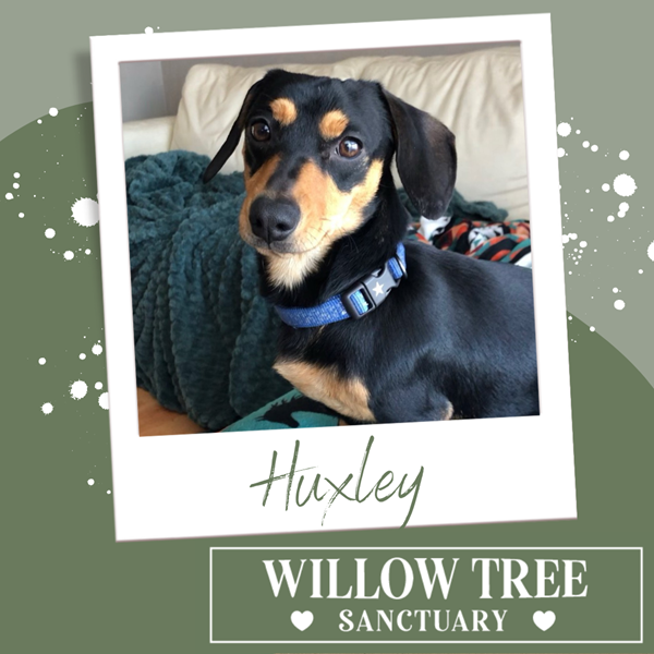 Adopt Huxley from North Coast NSW | Adopt-A-Dog