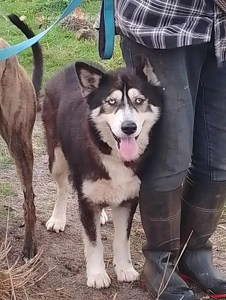 Adopt Angel from Herrick TAS | Adopt-A-Dog
