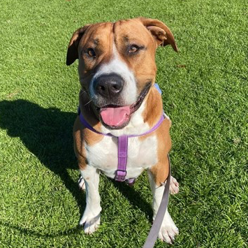 Adopt Biggie from Perth WA | Adopt-A-Dog