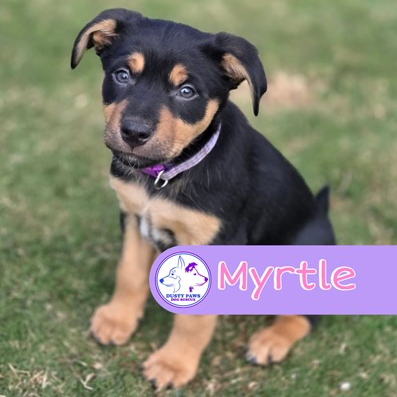 Adopt Myrtle from Huntfield Heights SA | Adopt-A-Dog