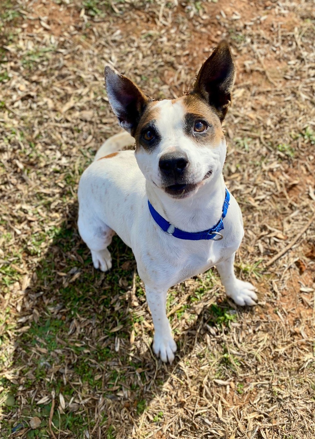 Adopt Bridget from Wingfield SA | Adopt-A-Dog