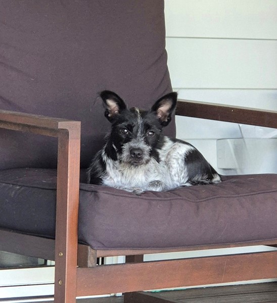 Adopt Dolma from The Gap QLD | Adopt-A-Dog