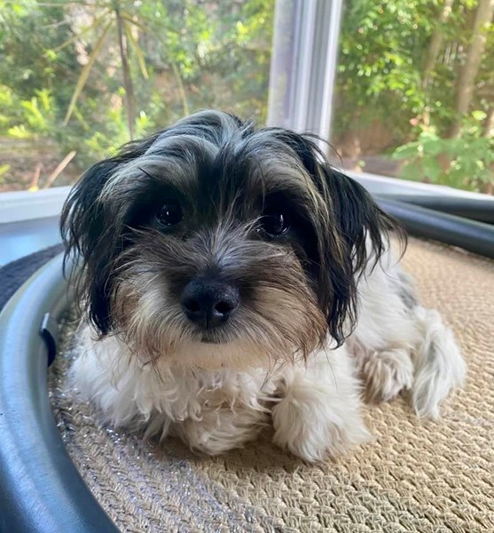Adopt Mooncake from Annerley QLD | Adopt-A-Dog