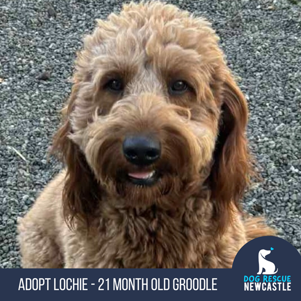 Adopt Lochie from Singleton NSW | Adopt-A-Dog