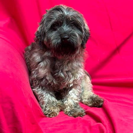 Adopt Rivera (AKA Jimmy) from Kingaroy, Queensland, 4610 QLD | Adopt-A-Dog