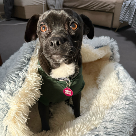 Adopt Tippy Toes from Drummoyne NSW | Adopt-A-Dog