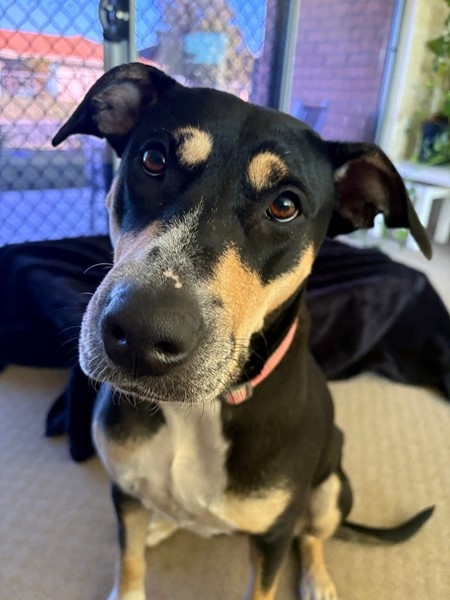 Adopt Jessie from Lowood QLD | Adopt-A-Dog