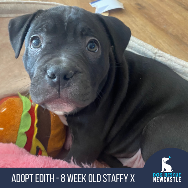 Adopt Edith from Sawyers Gully NSW | Adopt-A-Dog