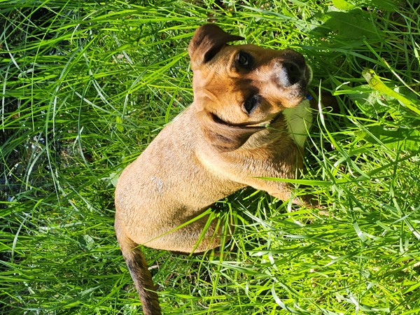 Adopt Valkyrie from Morpeth NSW | Adopt-A-Dog