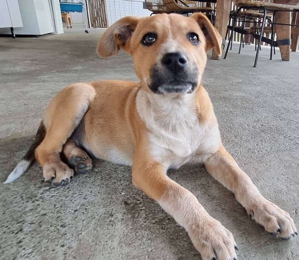 Adopt Jessie from Thagoona QLD | Adopt-A-Dog