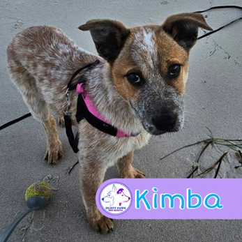 Adopt Kimba from Royal Park SA | Adopt-A-Dog
