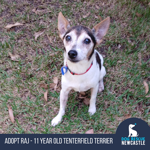 Adopt Raj from Maitland NSW | Adopt-A-Dog